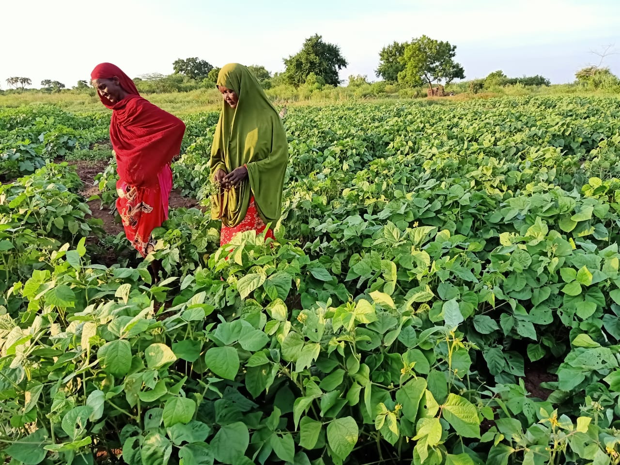 An Update on Tana River Projects | THE DUNNINGS IN KENYA